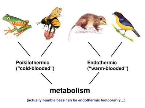 Endothermic Examples Organisms At Nadia Arsenault Blog