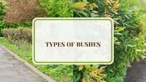 34 Types Of Bushes To Consider Planting In Your Landscape Plant America