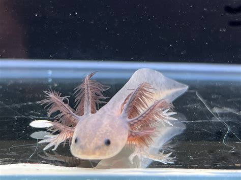 Mel Axanthic Ninas Axolotl Nursery