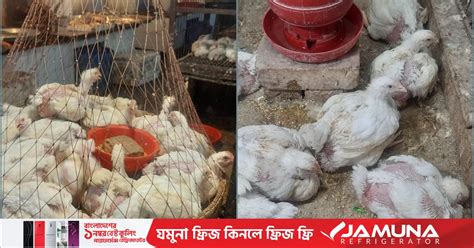 ২৫০ টাকা ছাড়িয়েছে ব্রয়লার মুরগির দাম