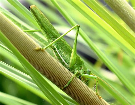 1366x768 Wallpaper Green Grasshopper Peakpx