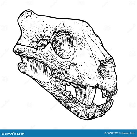 Cat Skull Illustration Drawing Engraving Ink Line Art Vector Stock