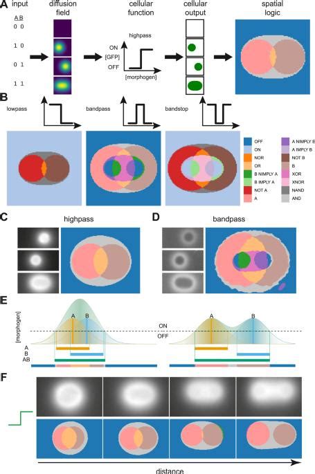 Alex J H Fedorec On Linkedin Emergent Digital Bio Computation Through Spatial Diffusion And