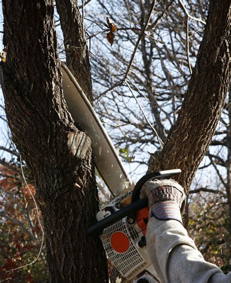 Choosing Tree Trimming And Pruning Services Kinnucan Tree Experts