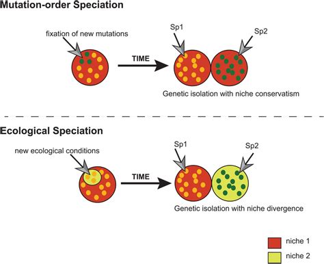 speciation