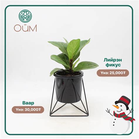 Merry Christmas 🎊🪴💞 Цэцэг ургамал Ойм ногоон урлан