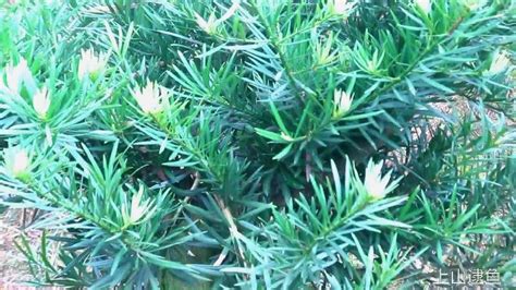 罗汉松大叶和小叶的区别生活园艺好看视频