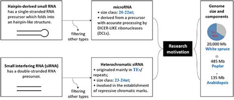 Techniques For Small Non Coding Rna Analysis In Seeds Rna Seq Blog