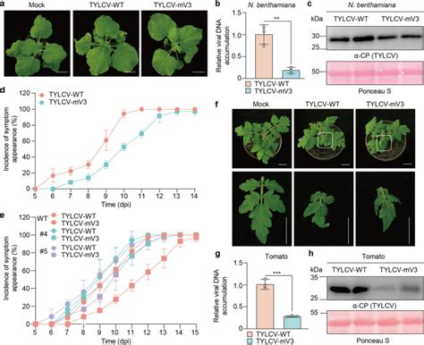 Geminiviruses Encode Additional Small Proteins With Specific Subcellular Localizations And