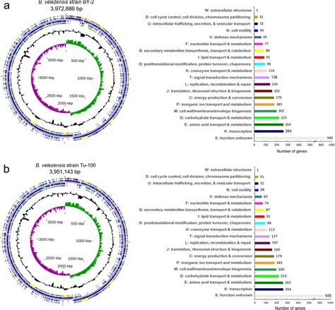 Visual Representation And Cog Functional Classification Of The B