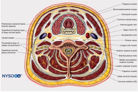 Interscalene Block Nysora