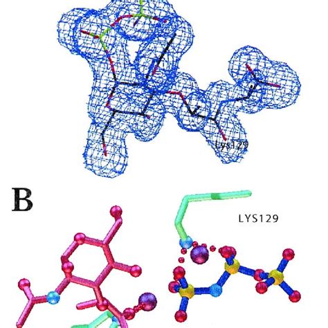 Stereo Views Of The Udp Binding Pockets Of Murc Murd And Mure The Download Scientific