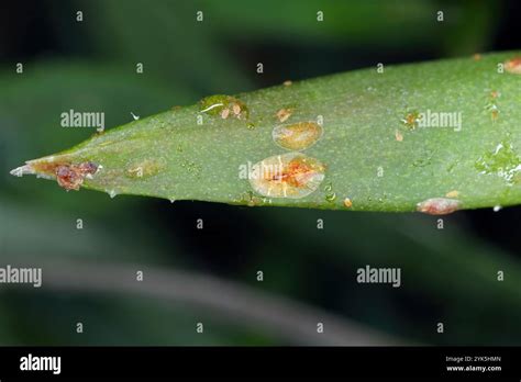Soft Brown Scale Insect Coccus Hesperidum Immature Females On Potted Flower At Home Stock