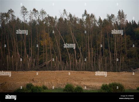 Fallen Trees Caused By Extremaly High Speed Wind Close To Gniezno Poland October