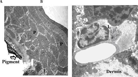 Frog Skin Microscope