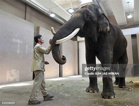Who Says Elephants Can Photos And Premium High Res Pictures Getty Images