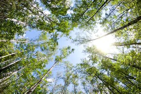 دانلود عکس شاخه های درخت سبز جنگل دیجیو