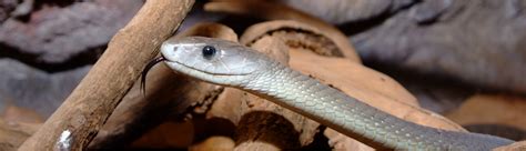 Mamba Negra Parque De La Naturaleza De Cabárceno