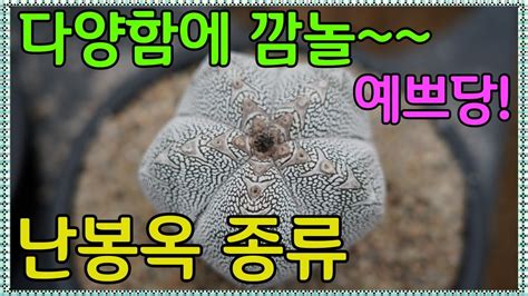선인장 종류 다육식물 키우기 김남조의 산정호수 다육이 농장 난봉옥 Youtube
