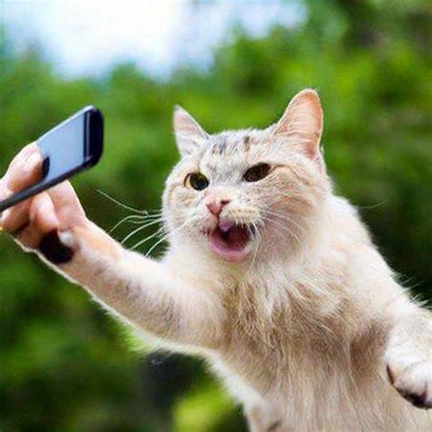 «Кот делает селфи и улыбается — создано в Шедевруме