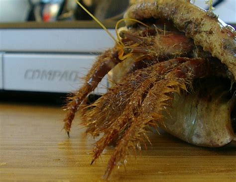 Techno Crab On The Gold Coast Gold Coast Coast Techno