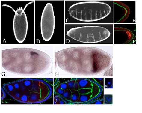 Dv And Ap Patterning Defects In Spn F Mutants Ab Eggshells From Download Scientific Diagram