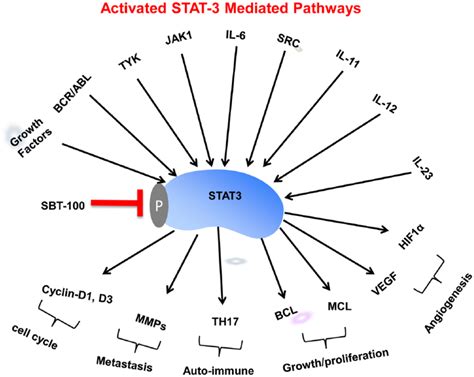 Schematic Diagram Of The Cell Signaling Pathways That Are Affected By Download Scientific