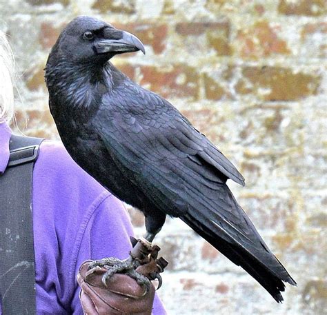 Scp 6969 Wiki Scp Foundation Amino