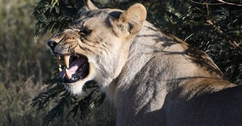 Rhulani Safari Lodge Rhulani Minute Safari The Smile Of The…