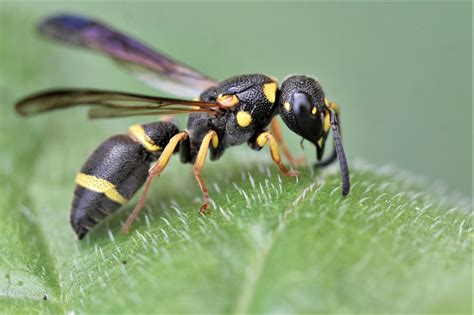 Hymenoptera Wasp