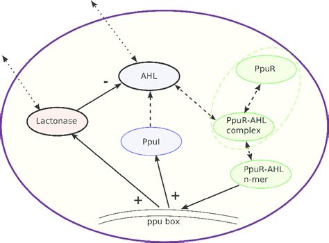 Model Structure For The Quorum Sensing System In One Pseudomonas Putida Download Scientific