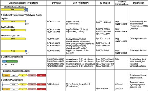 Domain Structures Of The Photosensory Molecules Found In The P