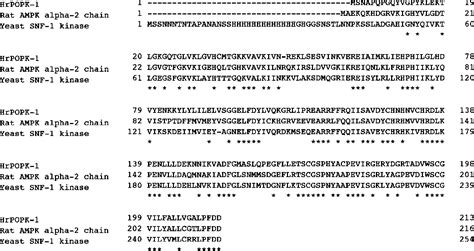 Maternally Localized Rna Encoding A Serinethreonine Protein Kinase In