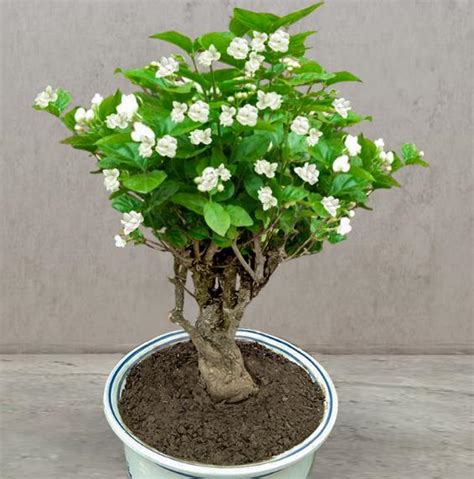 茉莉花叶子蔫了怎么办 打蔫原因及补救方法 植物说