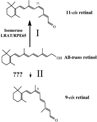 Schematic Representation Of The Generation Of 9 And 11 Cis Retinals Download Scientific Diagram