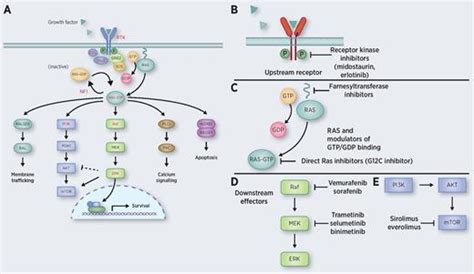 The Emerging Role Of Ras Pathway Signaling In Pediatric Cancer Cancer