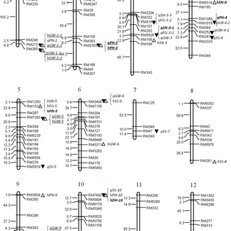 Chromosomal Location Of The Agronomic Traits Related Heterotic Loci Download Scientific Diagram