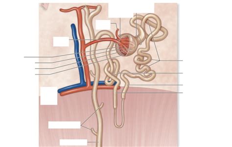 Urinary Lab 4 Diagram Quizlet