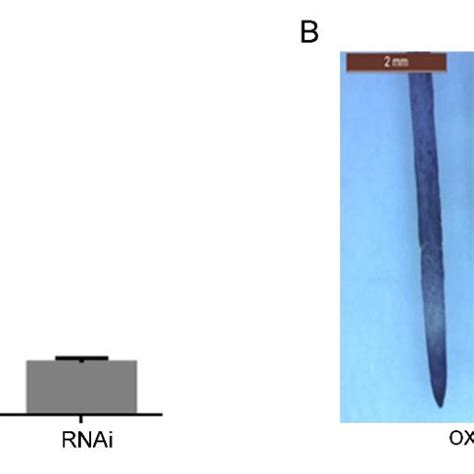 The Root Tip Staining Phenotype Of Hairy Roots Download Scientific