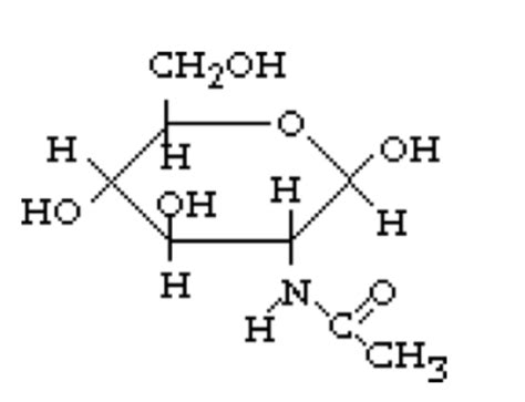 Biochem Exam 2 Flashcards Quizlet