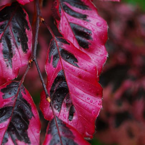 Five Varieties Of Beech Trees