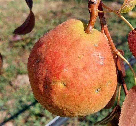 Para Lui Nita Un Fruct Deosebit Aiud • Olx Ro