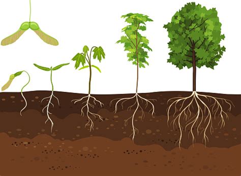 Life Cycle Of Maple Tree Growth Stages From Samara Fruit And Sprout To Old Tree With Root System