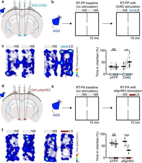 Pmvdat Neuron Stimulation Results In Real Time Place Preference A Download Scientific Diagram