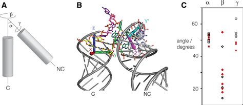 The Plasticity Of A Structural Motif In Rna Structural Polymorphism Of