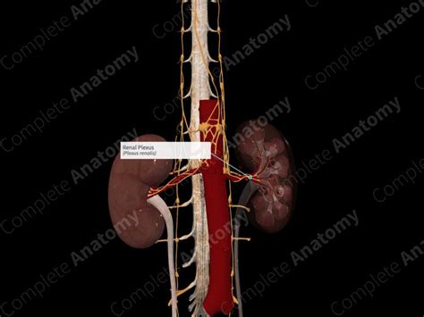 Renal Plexus Complete Anatomy