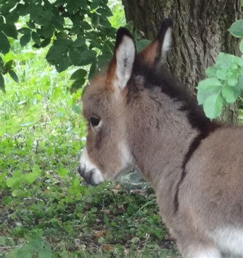 Vente Dânes Miniatures Les Minis ânes Derivery