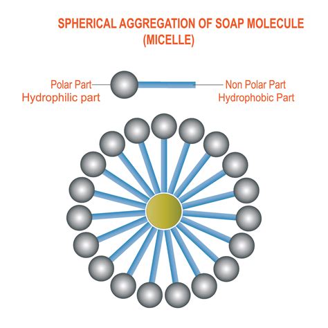 A Micelle Is A Tiny Spherical Structure Formed By Surfactant Molecules In A Liquid With