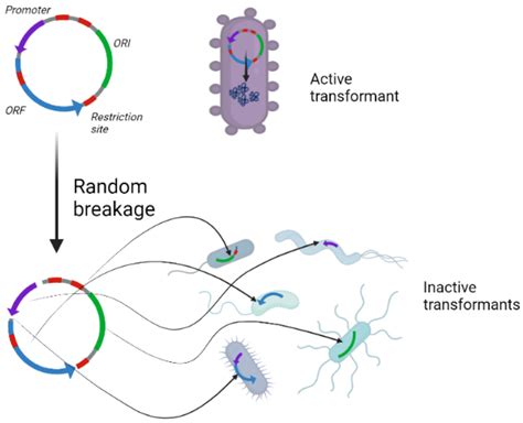Biology Free Full Text Modulating Gene Expression Within A Microbiome Based On Computational
