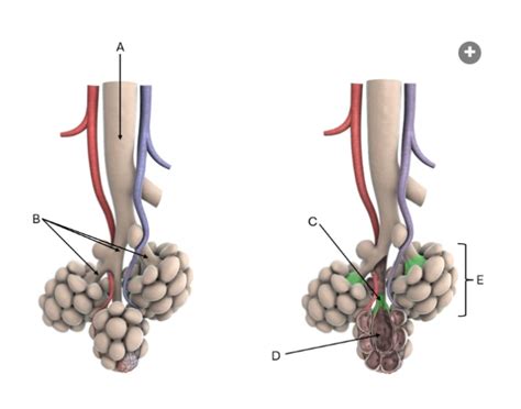 Alveoli Structure Labeling Quiz